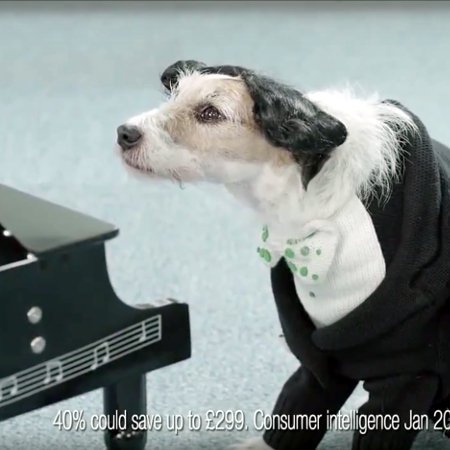 Gocompare Dog Piano Advert - Dogs On Camera